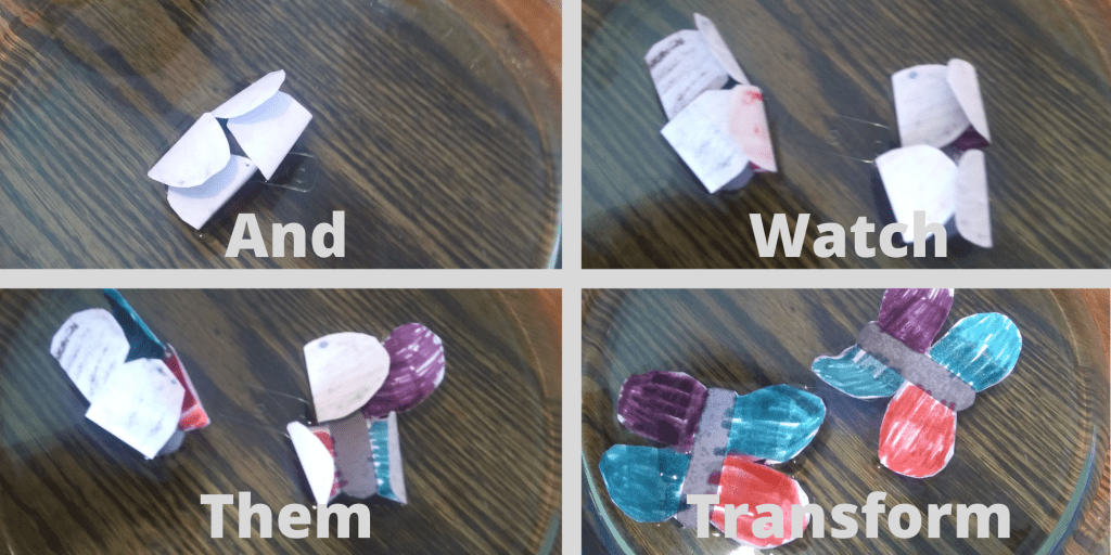 Chrysalis to Butterfly Craft