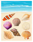 June 21 – National Seashell Day