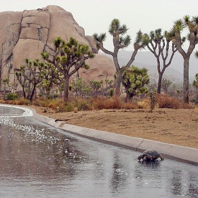Become a Joshua Tree National Park Junior Ranger