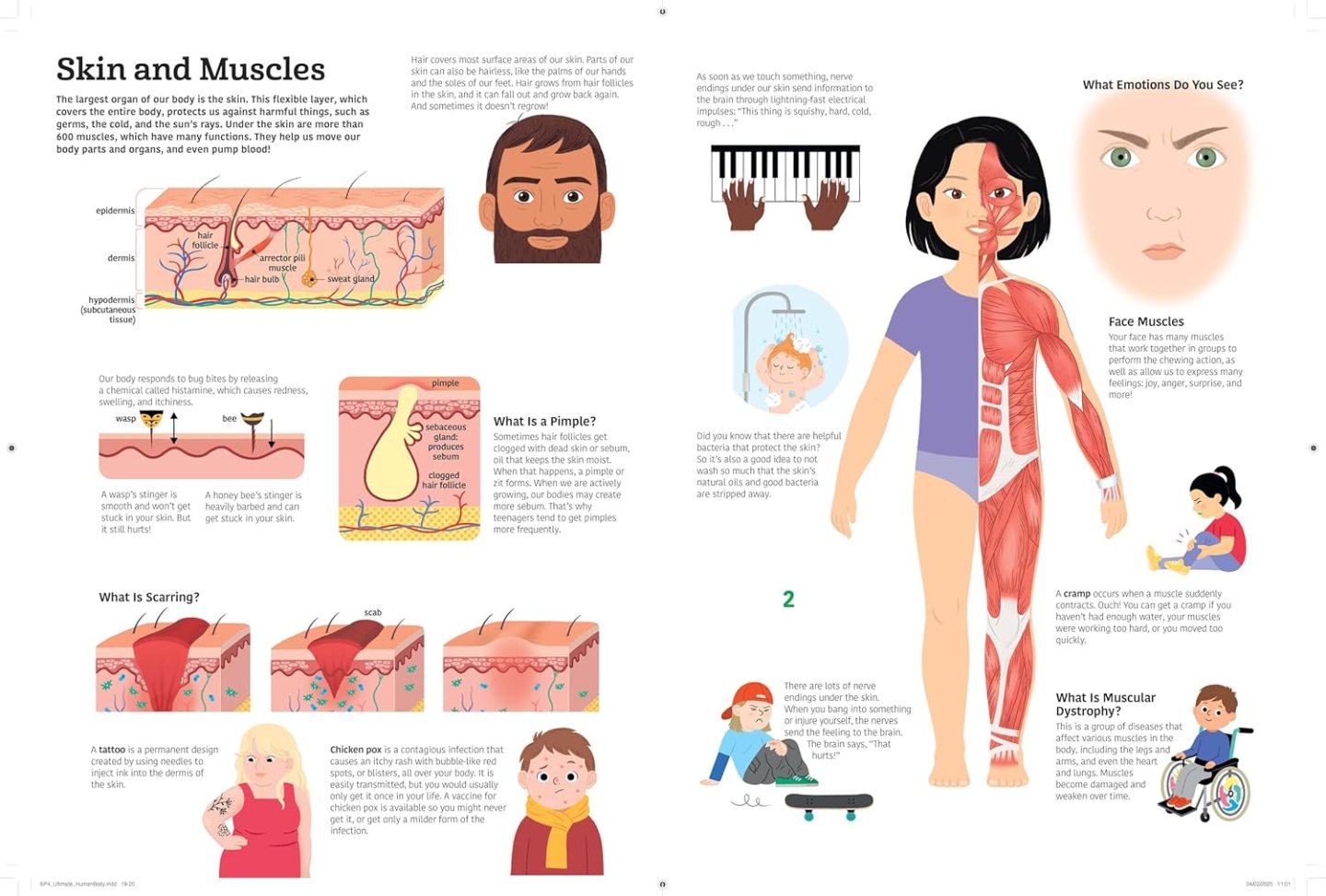 The Ultimate Book of the Human Body Book Review